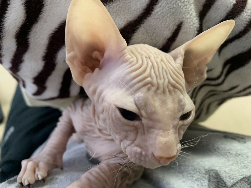 Донской сфинкс котенок
