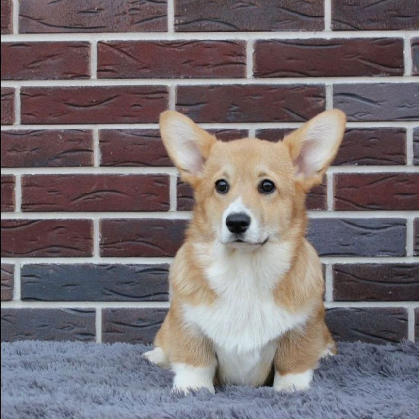 Вельш корги пемброк щенки с документами