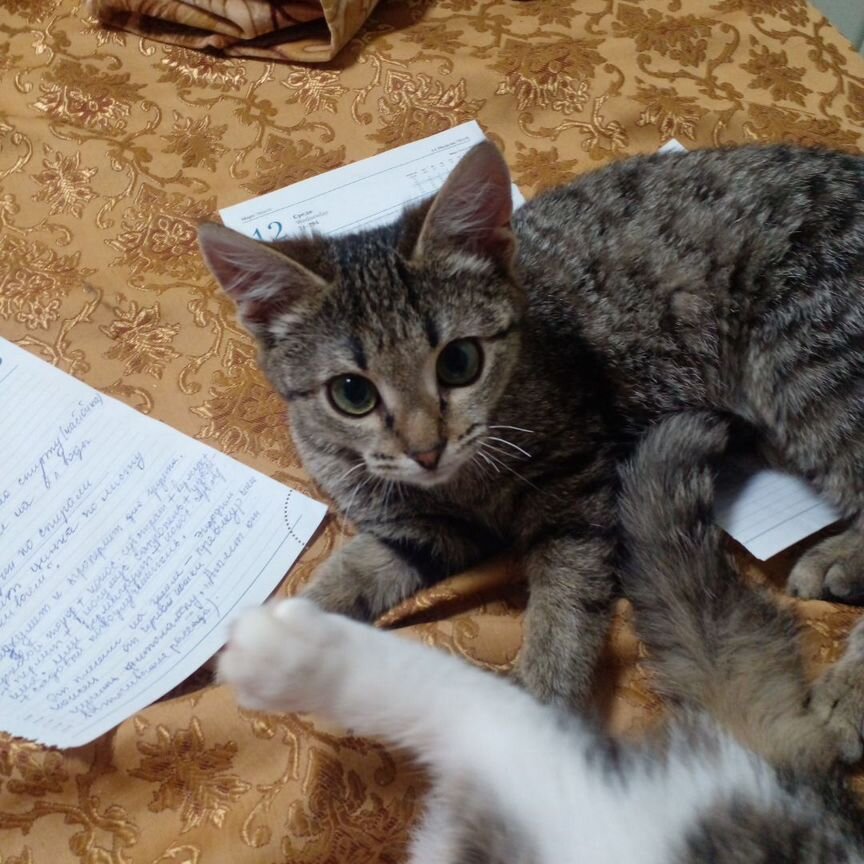 Котята в добрые руки мальчики