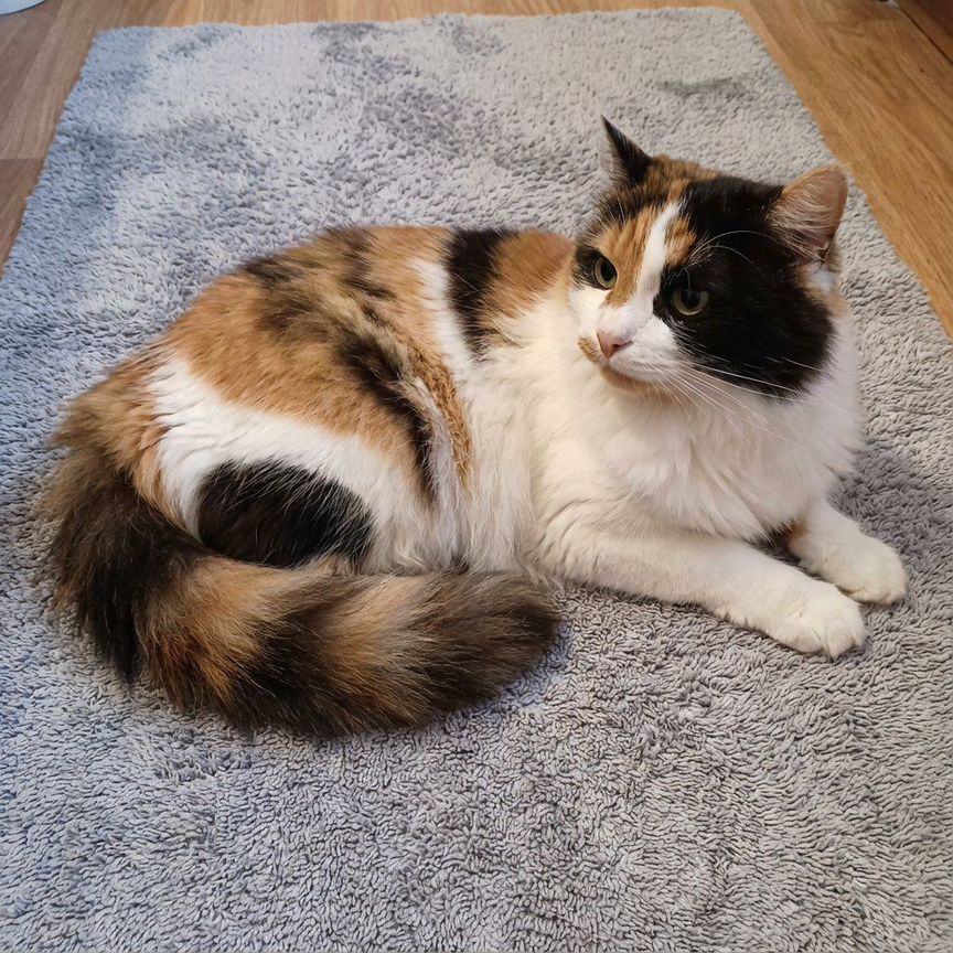 Взрослая, Девочка кошка в добрые руки