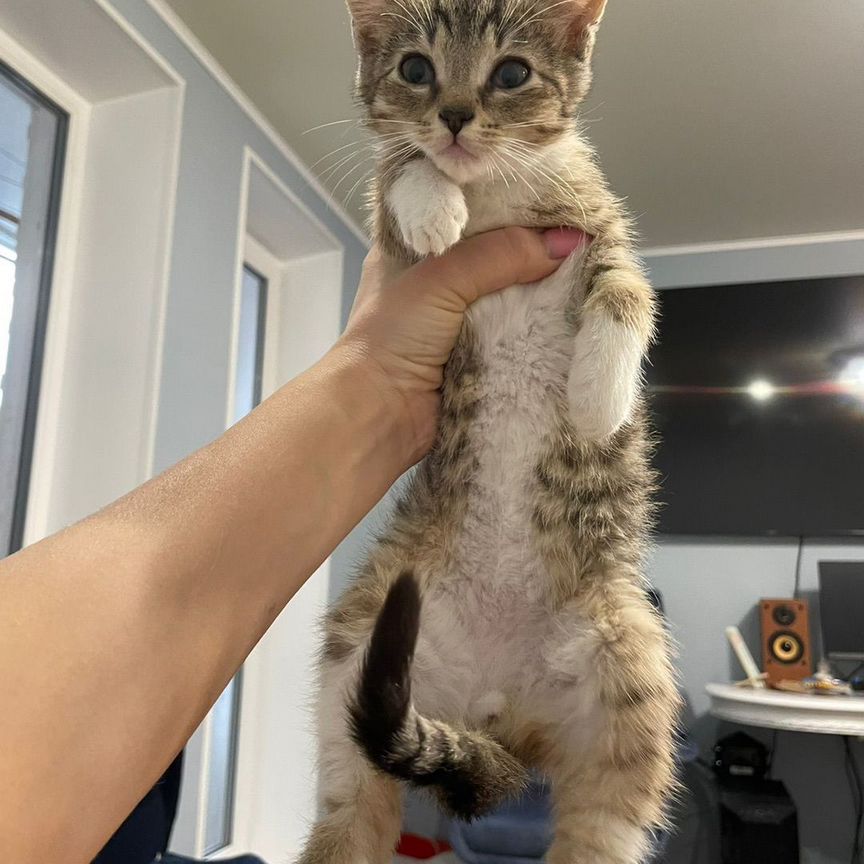 Котенок мальчик