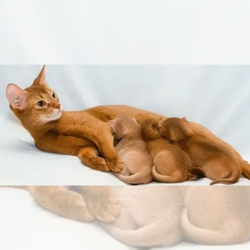 Абиссинский котёнок