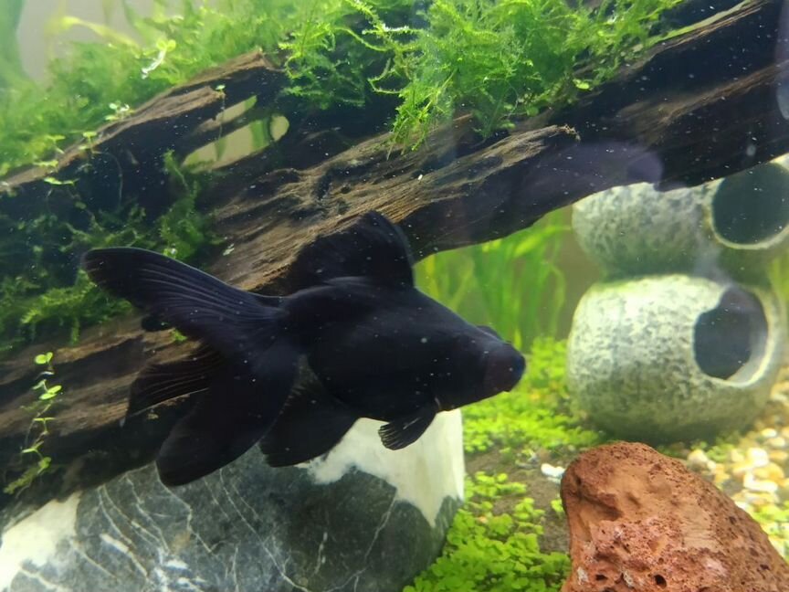 Телескоп (аквариумная рыбка)