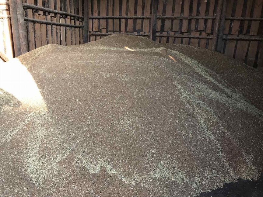 Пшеница фураж