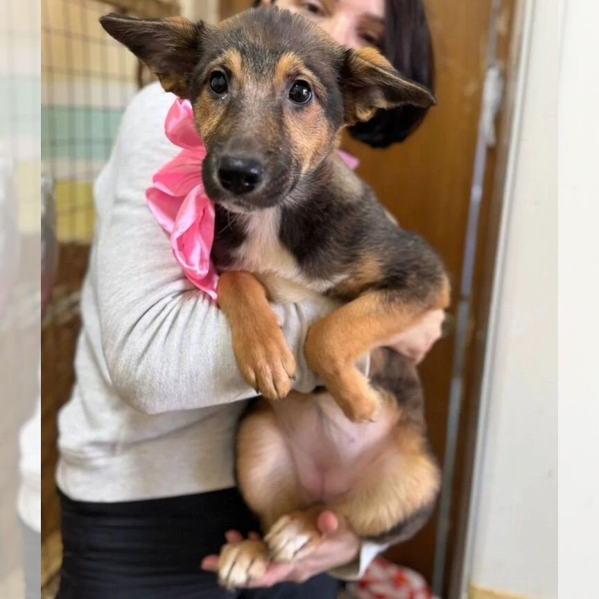 Щенок в добрые руки