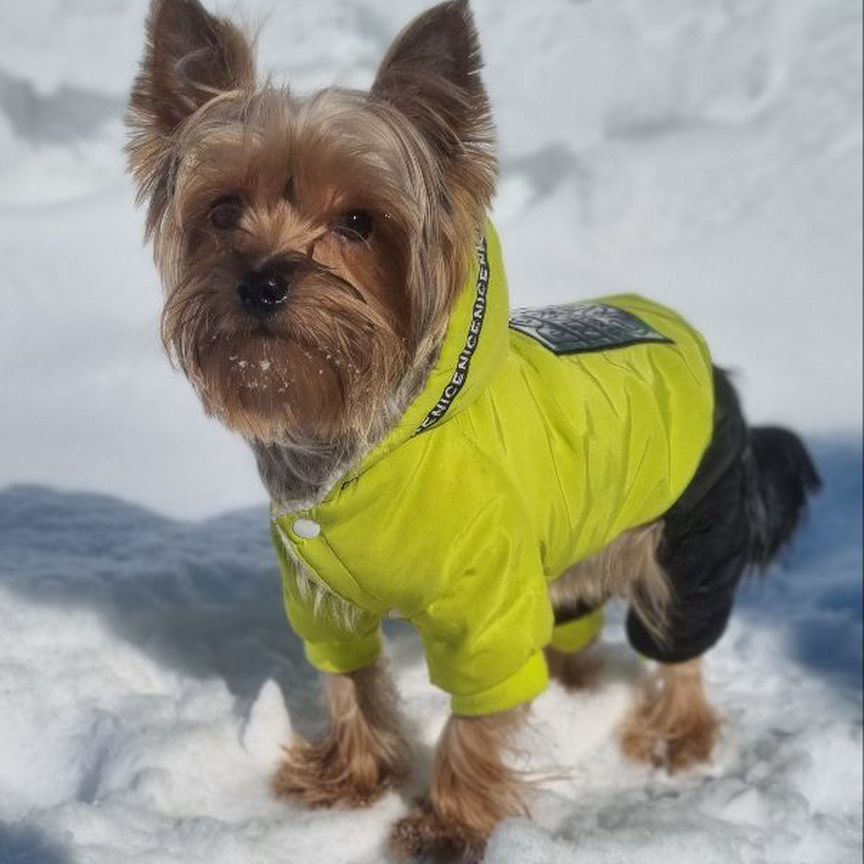 Йоркширский терьер, взрослый пёс