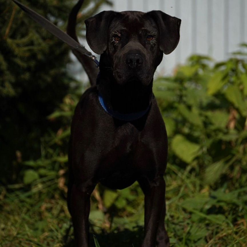 Метис шарпея из приюта