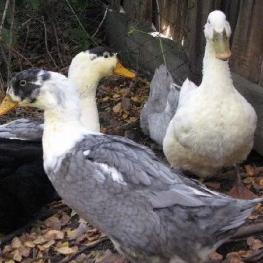 Утки голубой фаворит