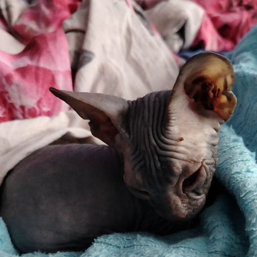 Канадский сфинкс котёнок