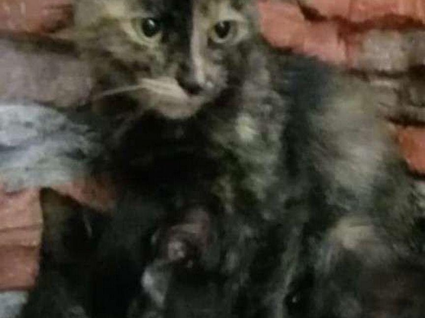 Кошки в добрые руки бесплатно