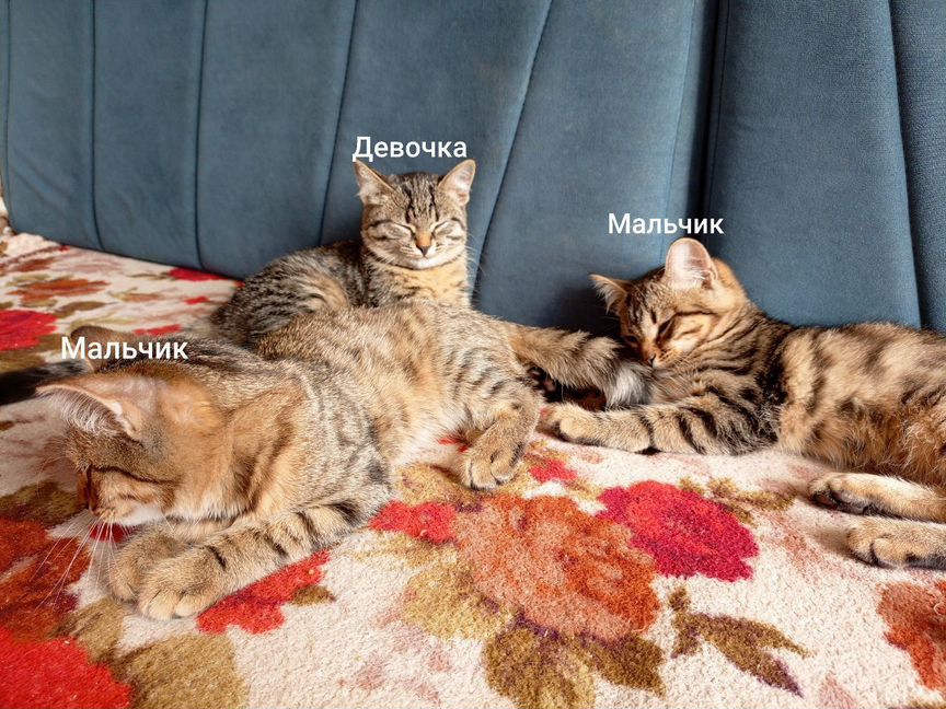 Помесь британки и мейкуна