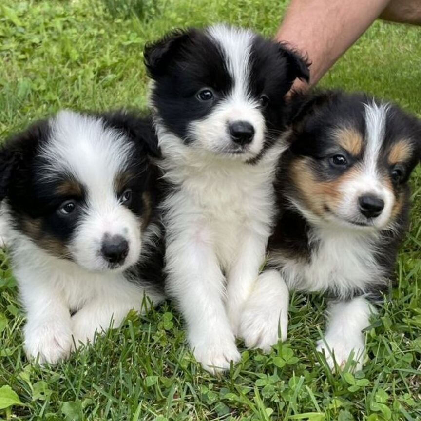 Ищу щенка Бордер колли бесплатно породистого