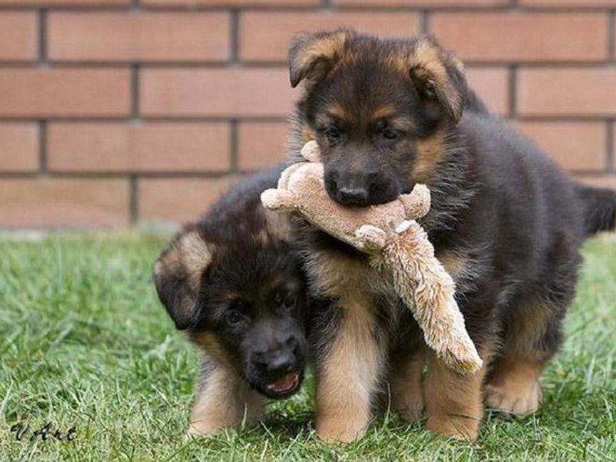 Щенки немцев овчарок -окрас разный есть