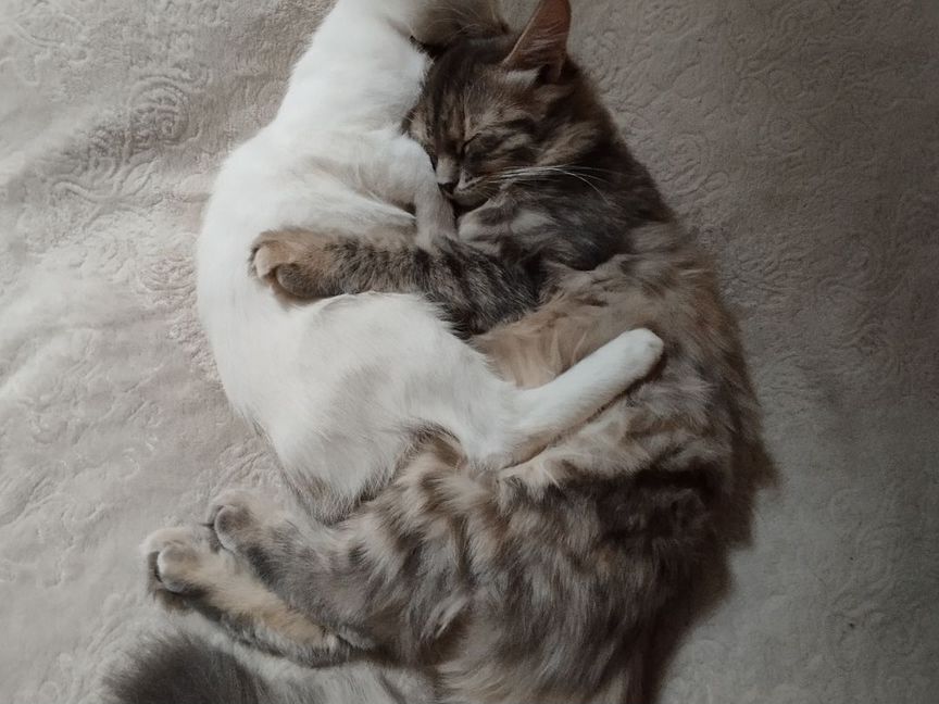 2 кота и 1 кошка бесплатно
