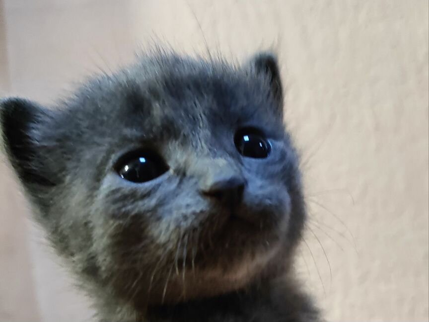 Русская голубая