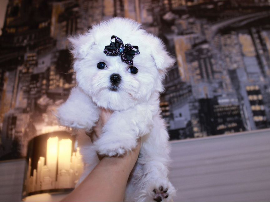 Очень красивый беби-фейс миниатюрный мальчик 2,5 м