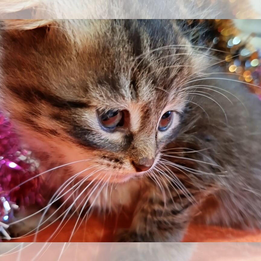 Котёнок от частного владельца