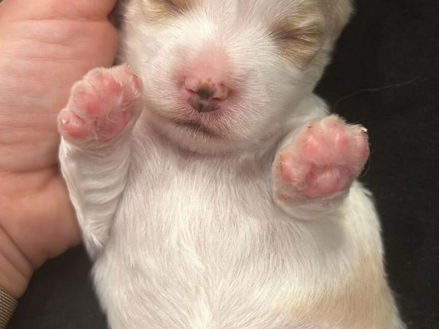 Щенки цветного йорка