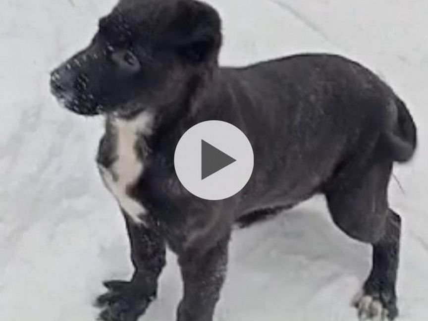 Собака в добрые руки отдам бесплатно