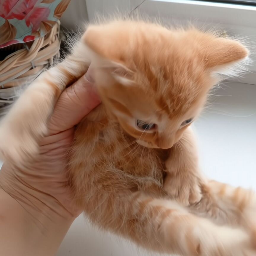 Британский длинношёрстный котёнок