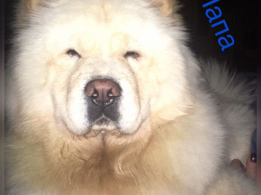 Чау-чау