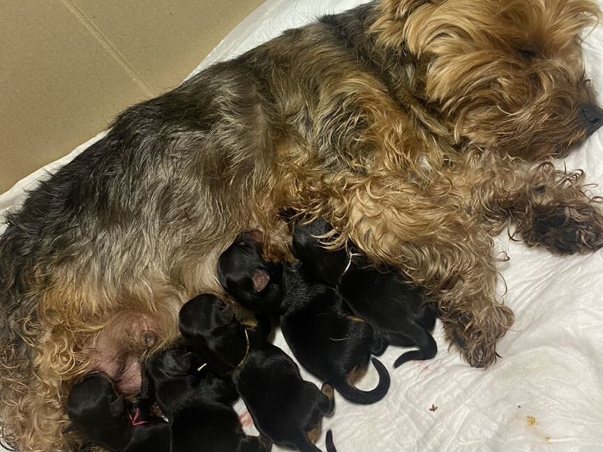 Йоркширский терьер