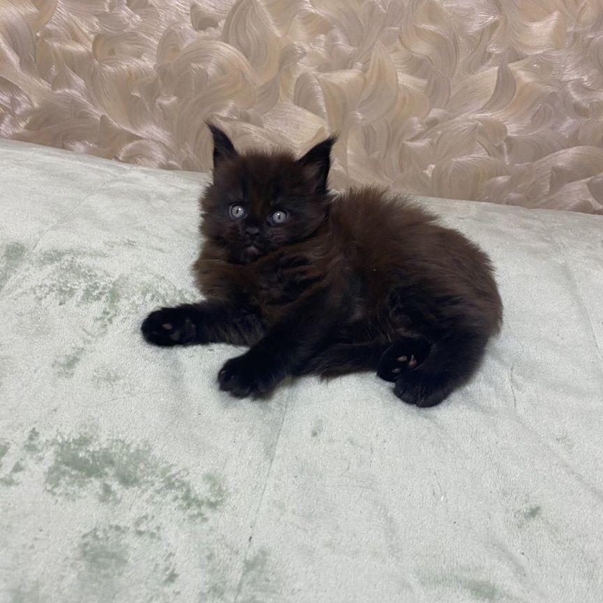 Шоколадный мальчик ждет своих хозяев