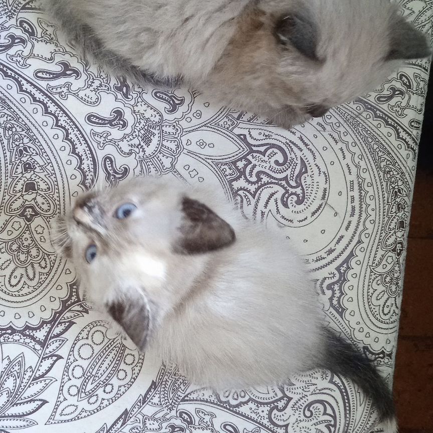 Котёнок в добрые руки