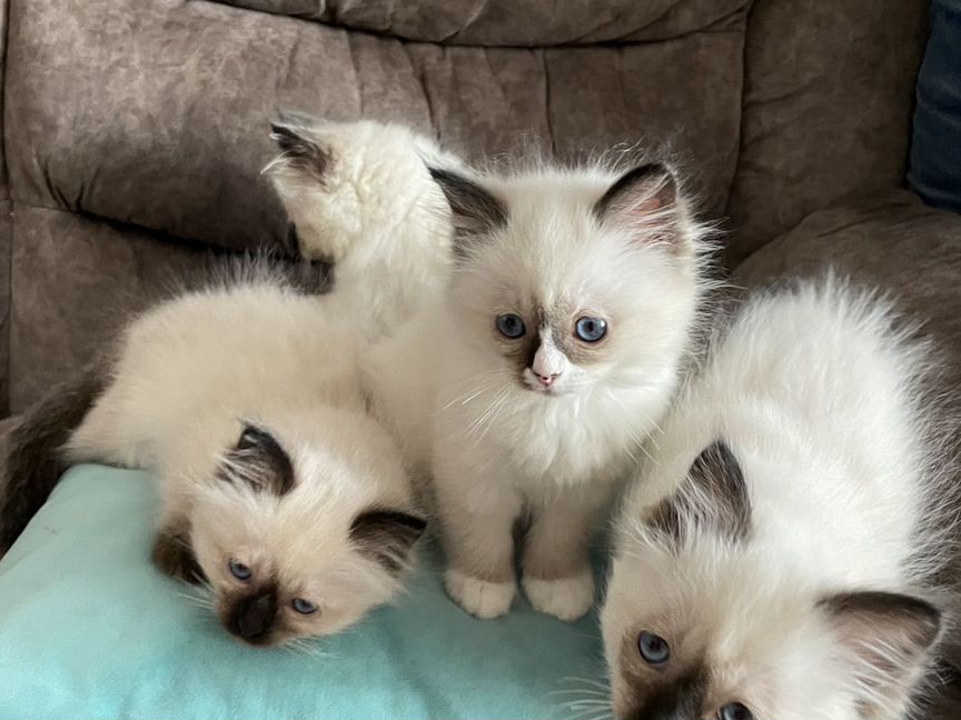 Котята Священной бирмы, с документами