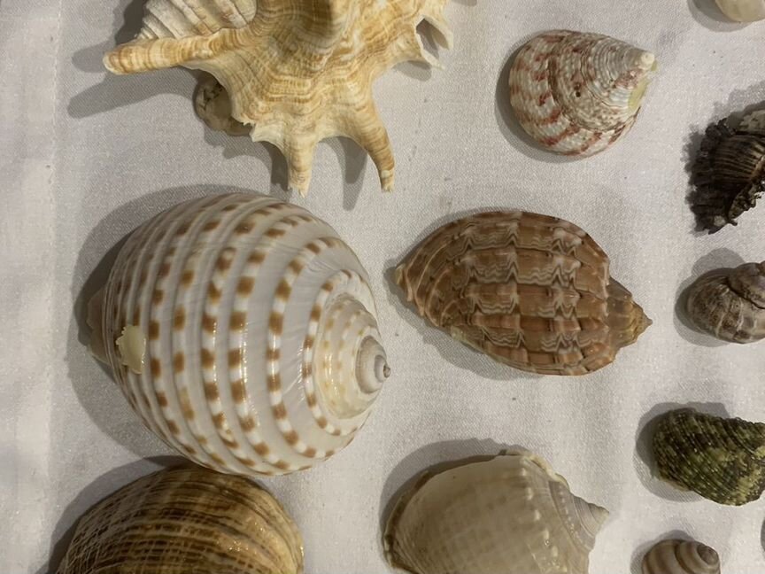 Раковина ракушки