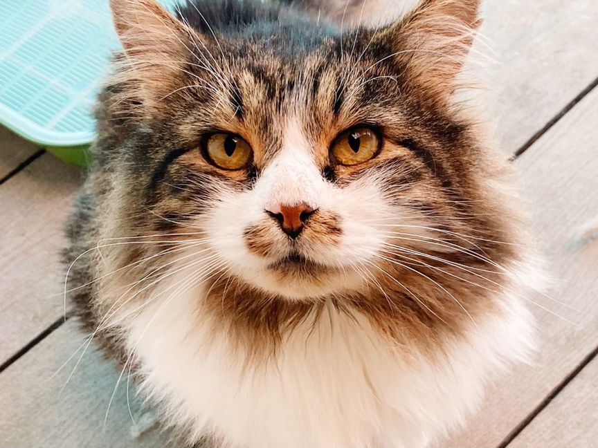 Самый спокойный добрячок кот манульчик Тишка