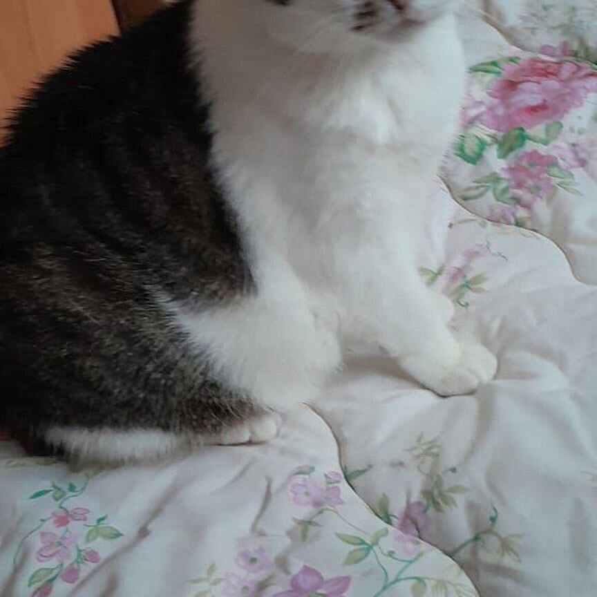 Кошечка Маруся