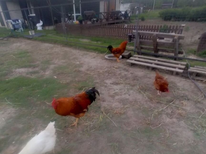 Петухи кучинка