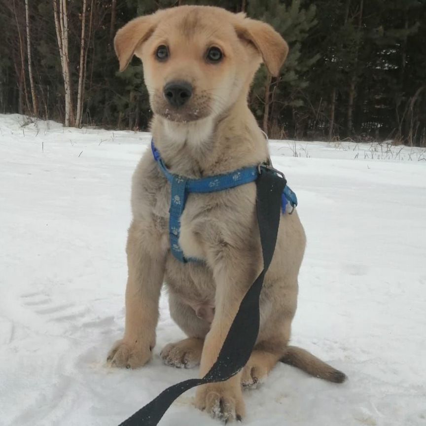 Щенок в добрые руки