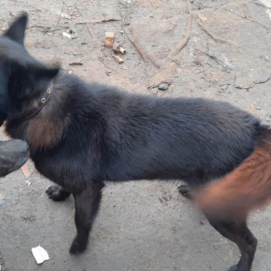 Ищет дом похожа на волка девочка