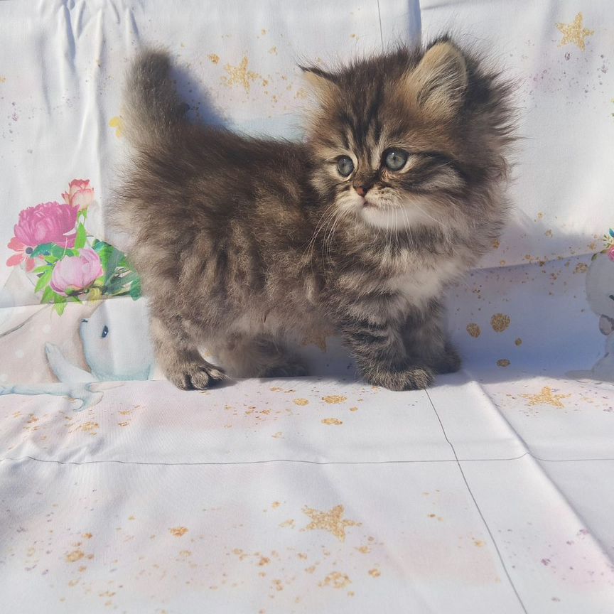 Персидский кот