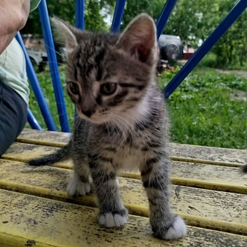 Котята