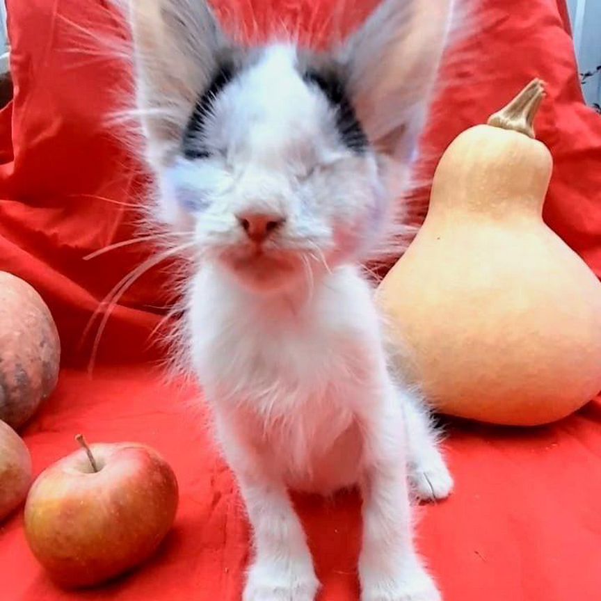 Котенок Архыз который видит сердцем в дар