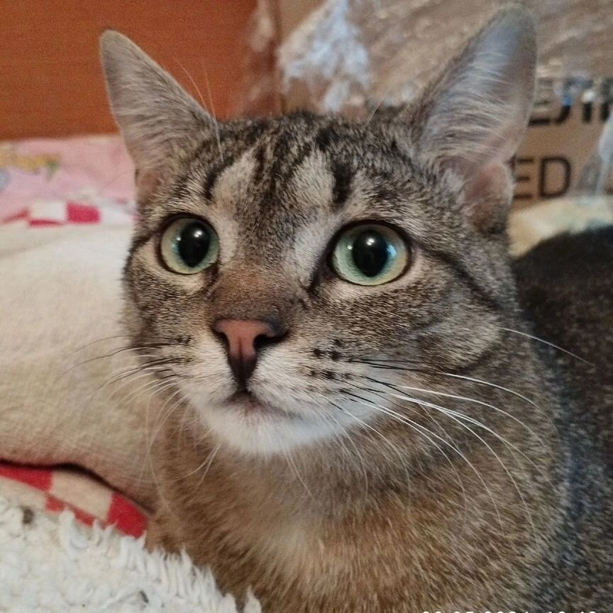 Брошенной кошке нужны хозяева