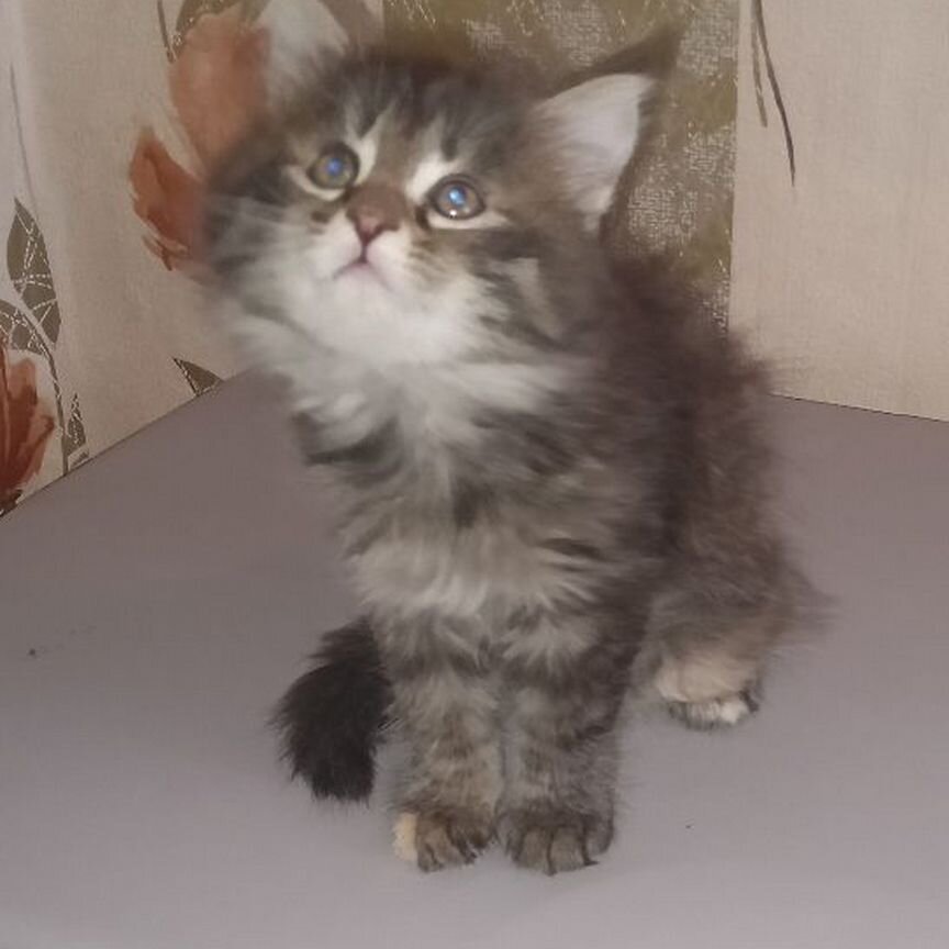 Мейн-кун котёнок