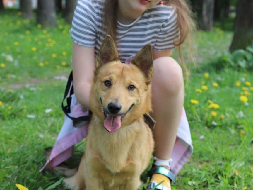 Небольшой пёсик Лисик 8 кг