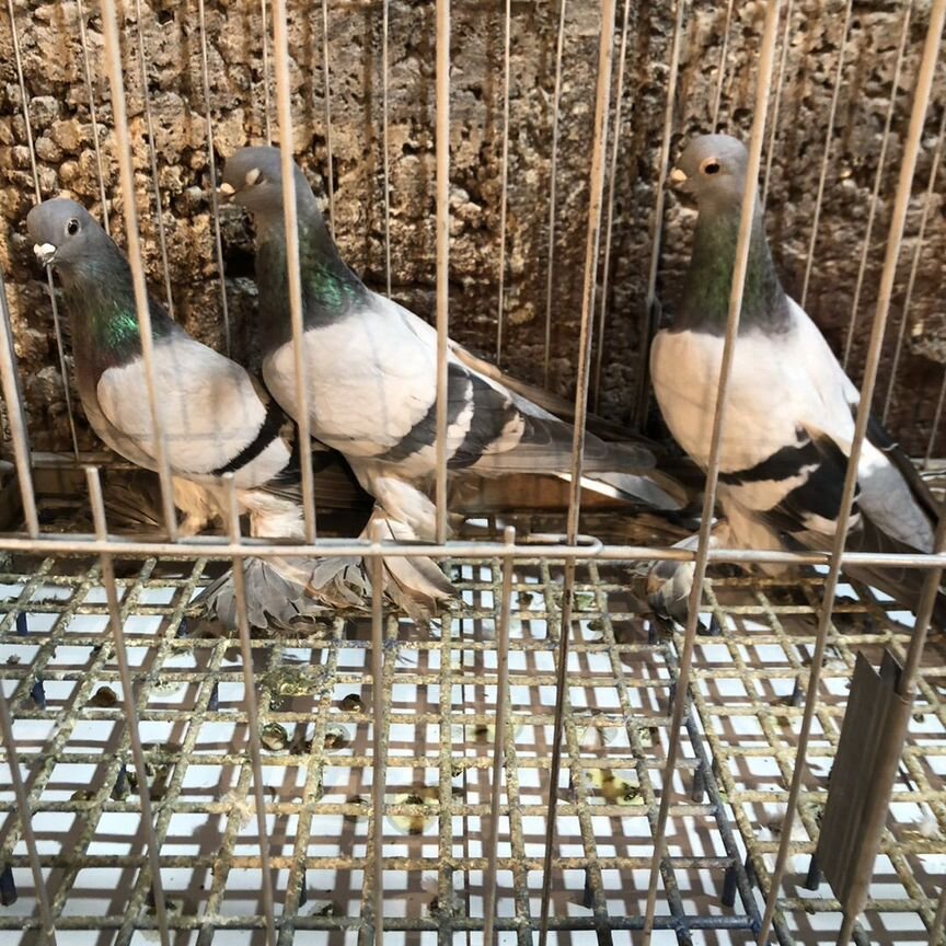 Голуби узбекские