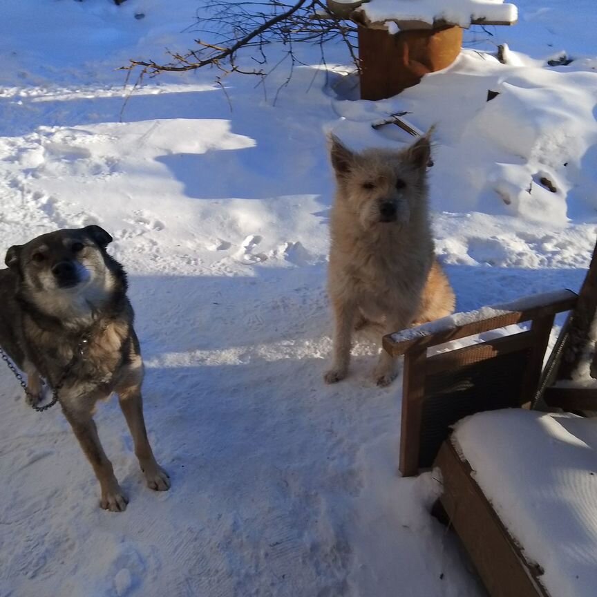 Собаки охранники