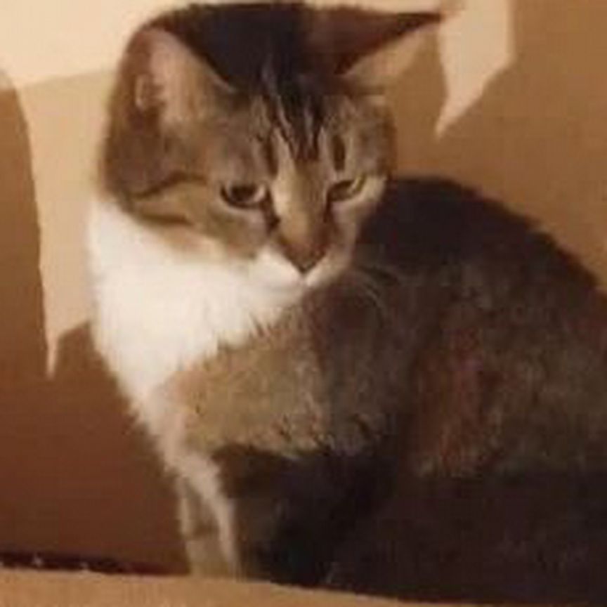 Взрослая, кошка в добрые руки