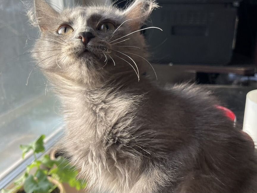 Кошечка "серенькое облачко"