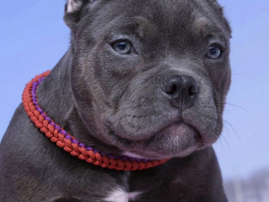 Ам булли покет/экзот