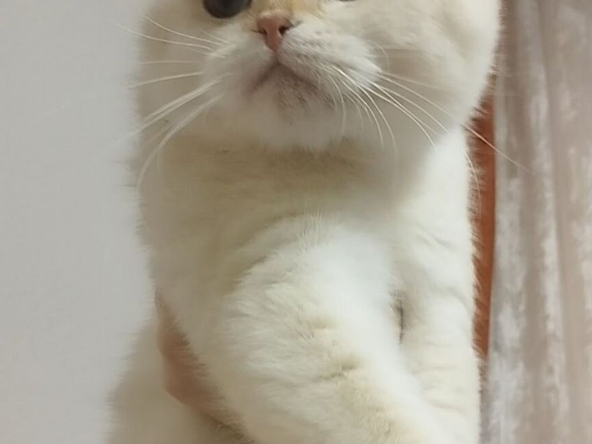 Колорный шотландский котик