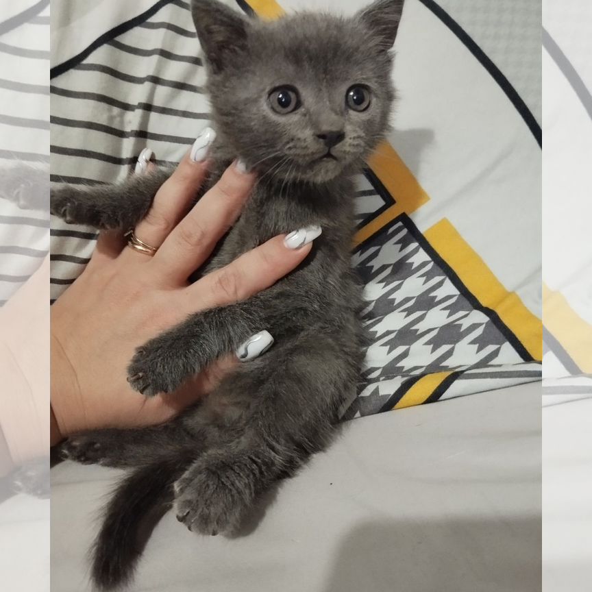 Котёнок в добрые руки