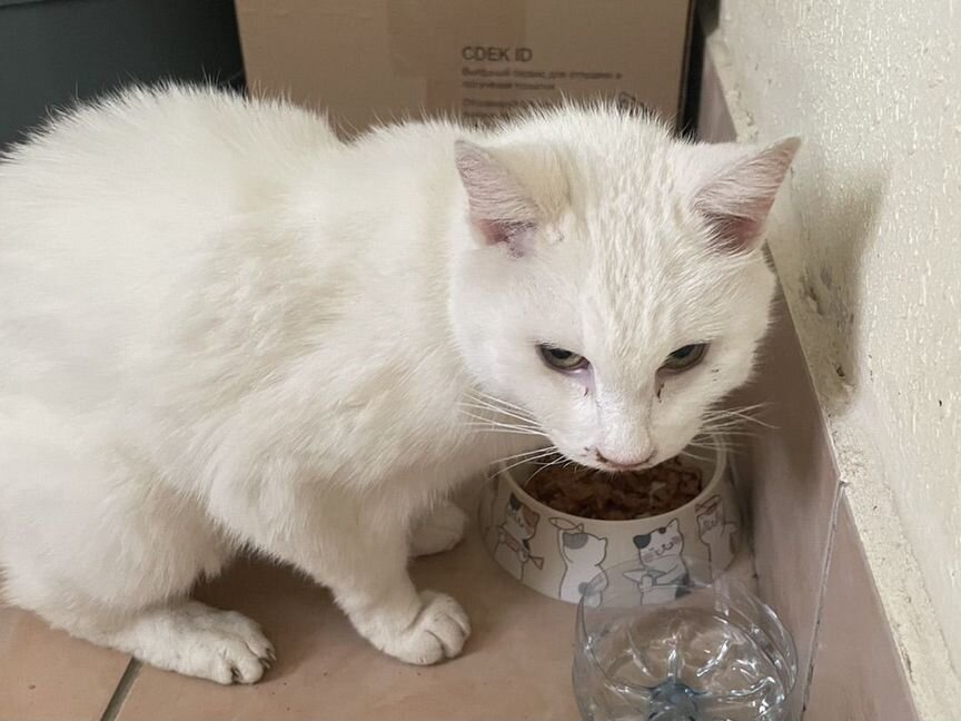 Кошечка в добрые руки