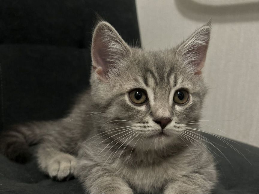 Шотландские котенок